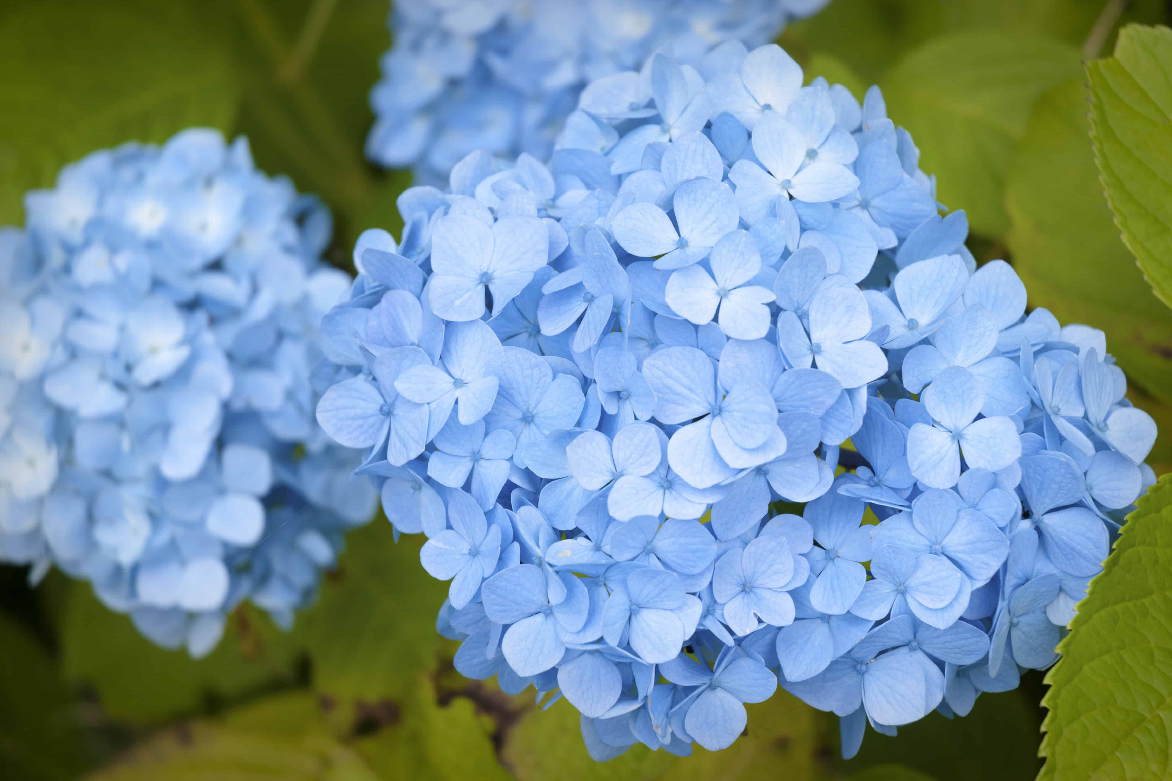 21 Shade Garden Flowers for Beginners - The Brown Gardener