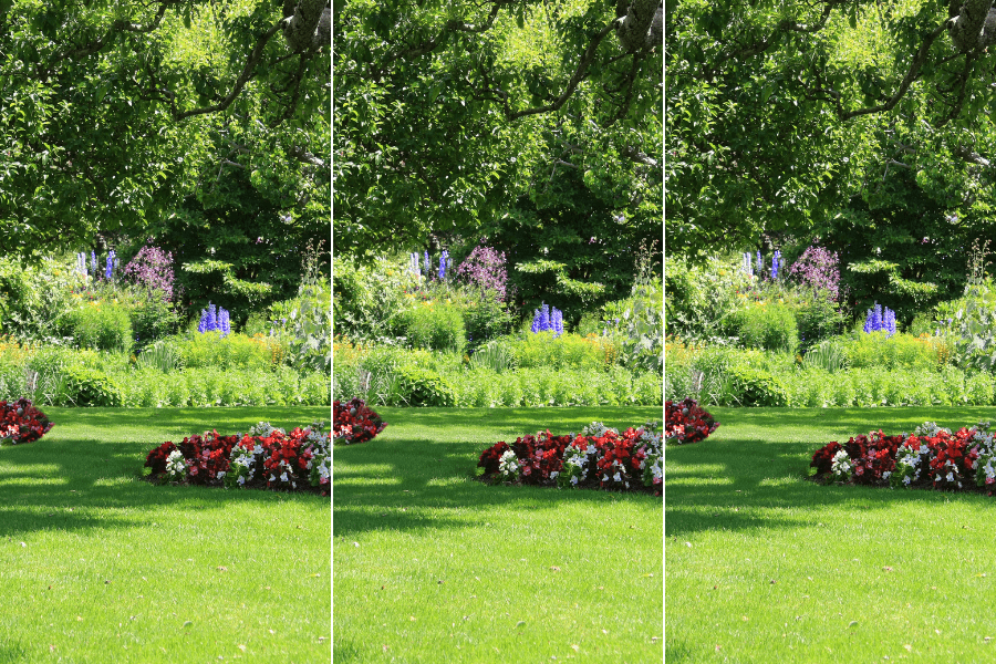21 Shade Garden Flowers for Beginners - The Brown Gardener