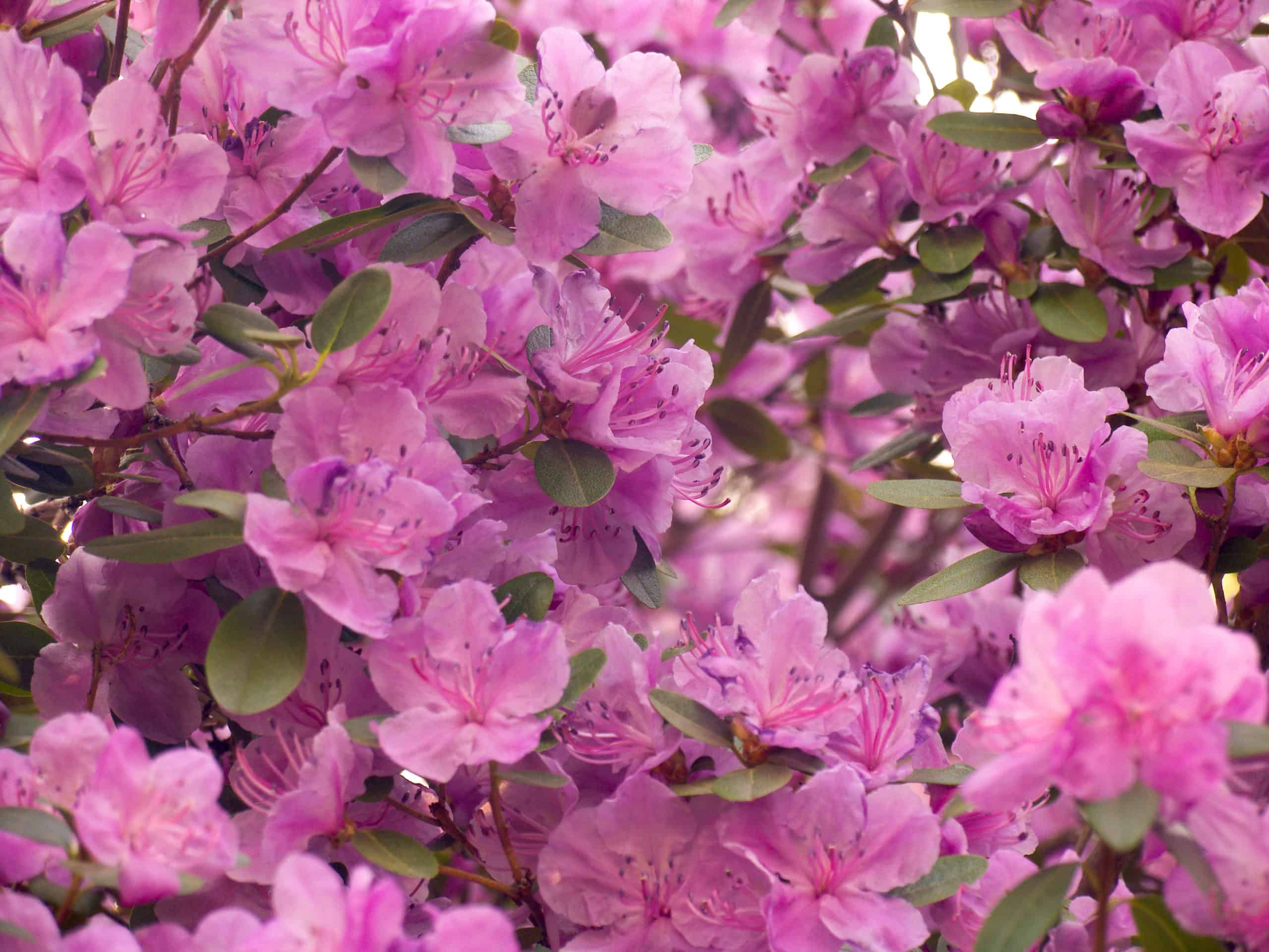 21 Shade Garden Flowers for Beginners - The Brown Gardener