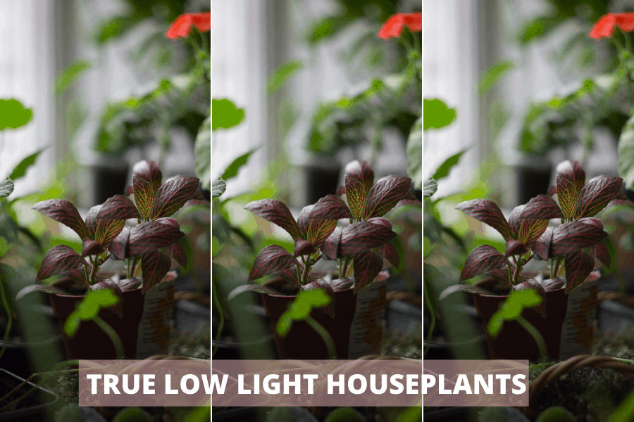 5 True Low Light Houseplants for Any Room - The Brown Gardener